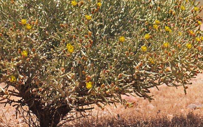 Cylindropuntia arbuscula, Arizona Pencil Cholla, Southwest Desert Flora
