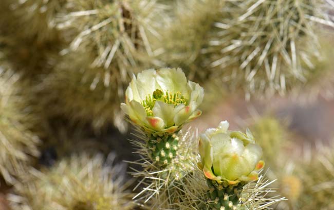 Cylindropuntia bigelovii, Teddy Bear Cholla, Southwest Desert Flora