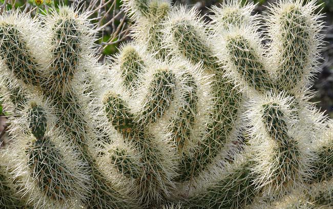 Cylindropuntia bigelovii, Teddy Bear Cholla, Southwest Desert Flora