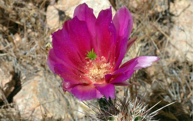Echinocereus fasciculatus, Pinkflower Hedgehog Cactus, Southwest Desert ...