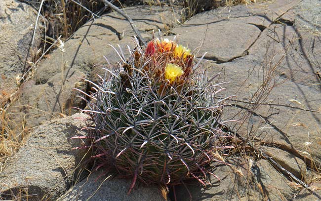 Ferocactus cylindraceus, California Barrel Cactus, Southwest Desert Flora