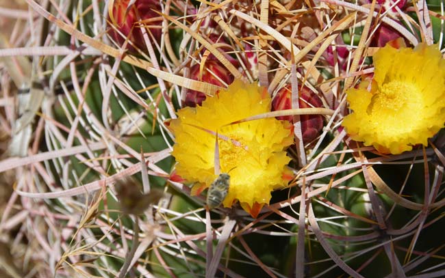 Ferocactus wislizeni, Candy Barrelcactus, Southwest Desert Flora