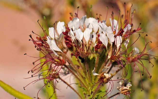 Polanisia dodecandra, Redwhisker Clammyweed, Southwest Desert Flora