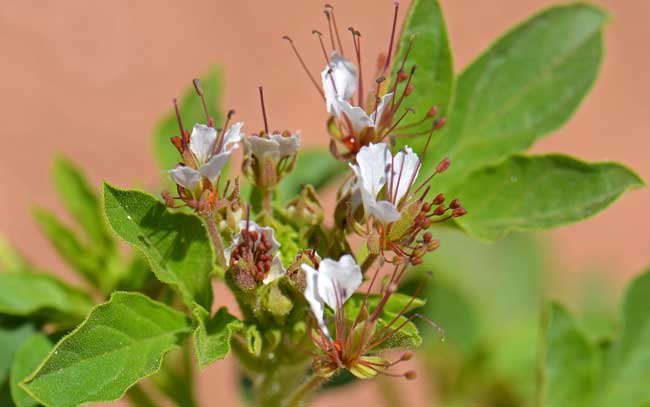 Polanisia dodecandra, Redwhisker Clammyweed, Southwest Desert Flora