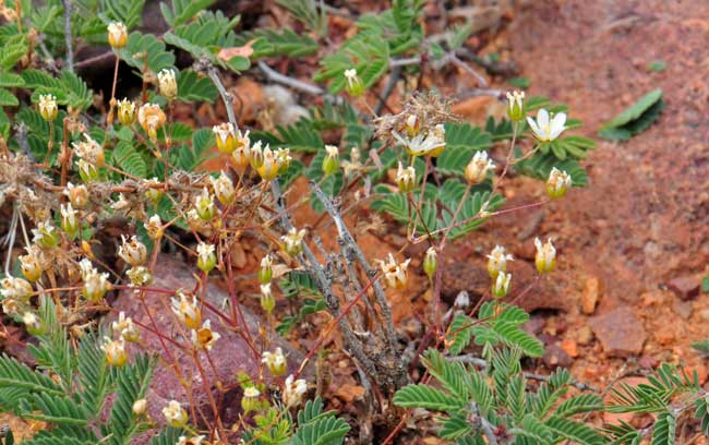 Minuartia douglasii, (Arenaria douglasii), Douglas’ Stitchwort ...