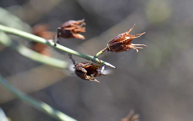Canotia holacantha, Crucifixion Thorn, Southwest Desert Flora
