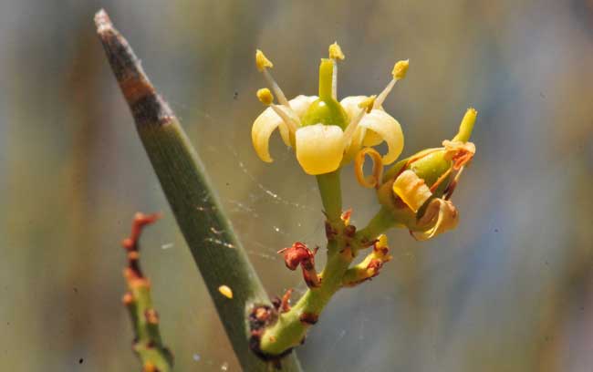 Canotia holacantha, Crucifixion Thorn, Southwest Desert Flora
