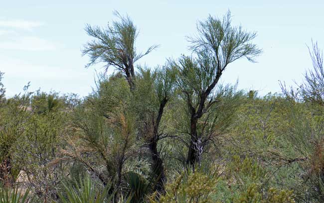 Canotia holacantha, Crucifixion Thorn, Southwest Desert Flora