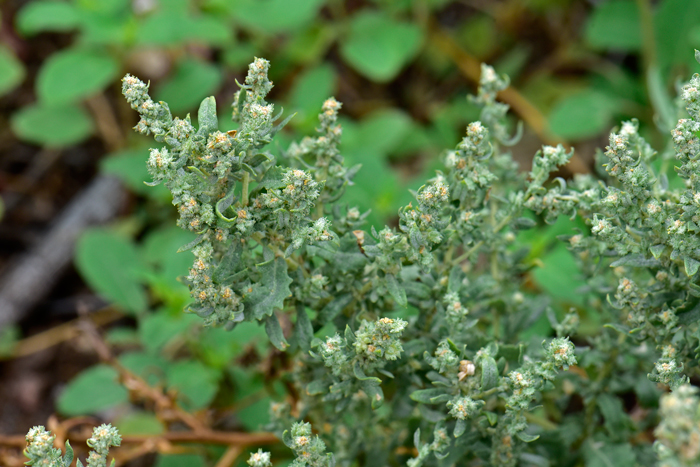 Atriplex elegans, Wheelscale Saltbush, Southwest Desert Flora