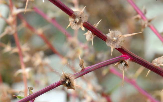 Salsola tragus, Prickly Russian Thistle, Southwest Desert Flora
