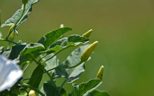 Convolvulus arvensis, Field Bindweed, Southwest Desert Flora