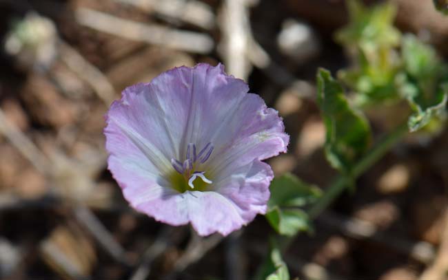Convolvulus arvensis, Field Bindweed, Southwest Desert Flora