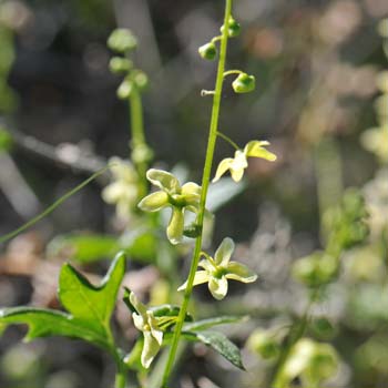 Marah gilensis, Wild Cucumber, Southwest Desert Flora