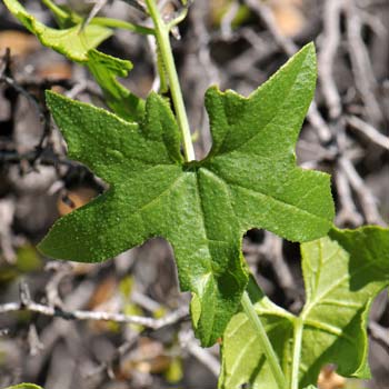 Marah gilensis, Wild Cucumber, Southwest Desert Flora