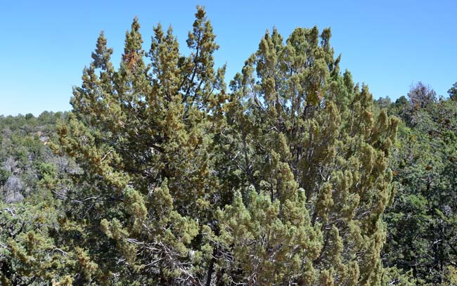 Cupressus arizonica, Arizona Cypress, Southwest Desert Flora