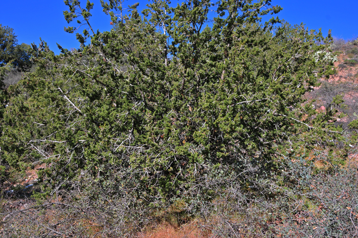 Juniperus coahuilensis, Redberry Juniper, Southwest Desert Flora