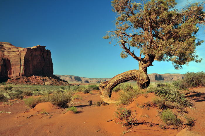 Juniperus osteosperma, Utah Juniper, Southwest Desert Flora