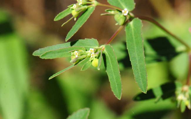 Chamaesyce hyssopifolia, Hyssopleaf Sandmat, Southwest Desert Flora
