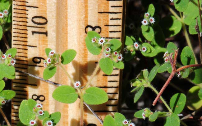 Chamaesyce setiloba, Yuma Sandmat, Southwest Desert Flora