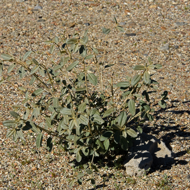 Croton pottsii, Leatherweed, Southwest Desert Flora