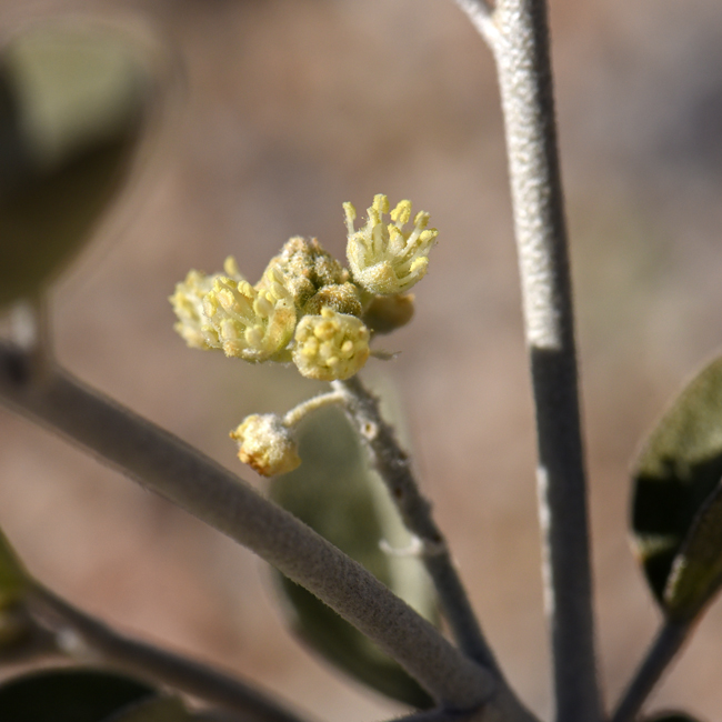 Croton pottsii, Leatherweed, Southwest Desert Flora