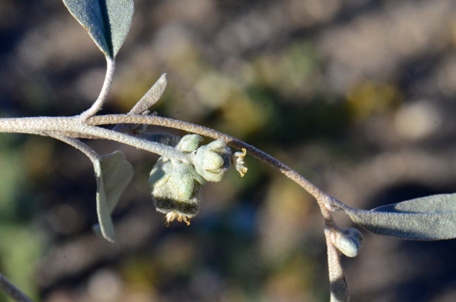 Croton wigginsii, Wiggins Croton, Southwest Desert Flora