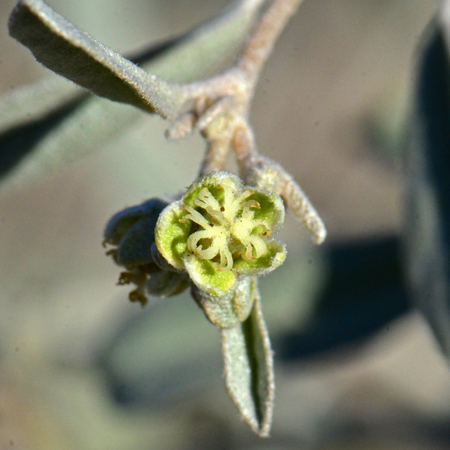 Croton wigginsii, Wiggins Croton, Southwest Desert Flora