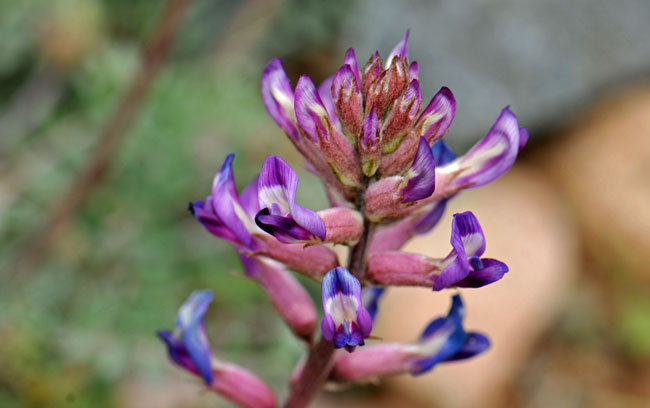 Astragalus tephrodes, Ashen Milkvetch, Southwest Desert Flora