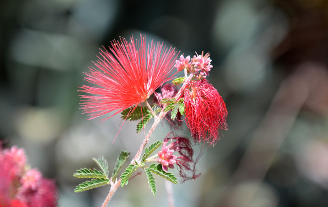 Calliandra californica, Baja Fairy Duster, Southwest Desert Flora