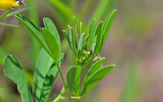 Crotalaria pumila, Low Rattlebox, Southwest Desert Flora