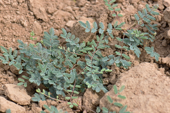 Hoffmannseggia glauca, Indian Rushpea, Southwest Desert Flora
