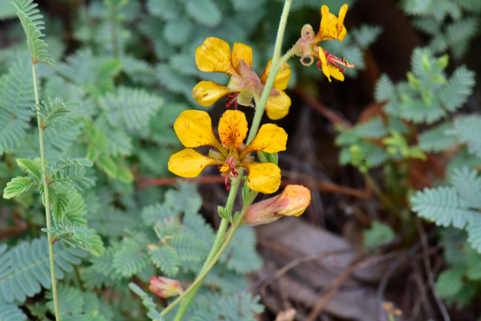 Hoffmannseggia glauca, Indian Rushpea, Southwest Desert Flora