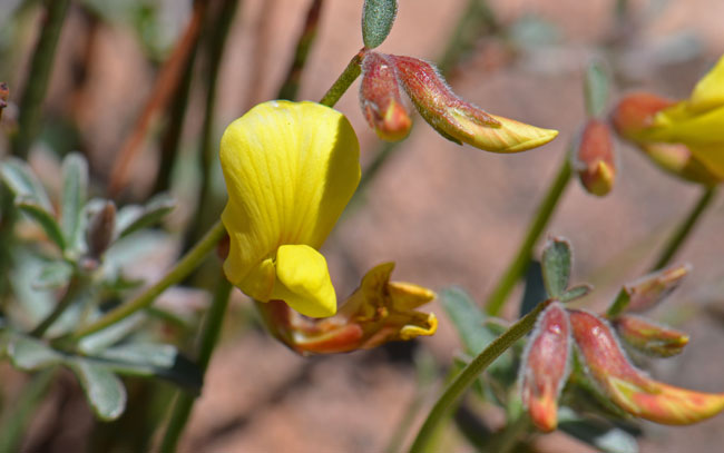 Lotus rigidus, (Acmispon rigidus), Shrubby Deervetch, Southwest Desert ...