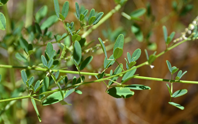 Melilotus officinalis, Yellow Sweetclover, Southwest Desert Flora