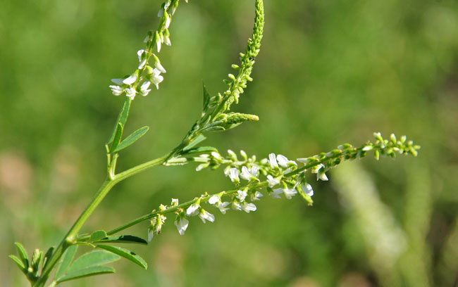Melilotus officinalis, Yellow Sweetclover, Southwest Desert Flora