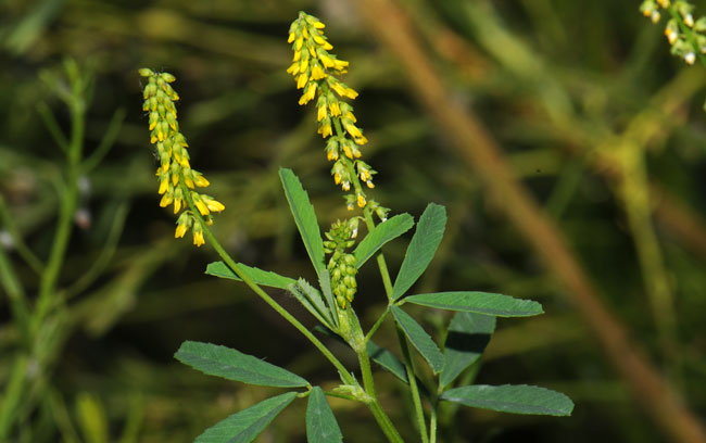 Melilotus officinalis, Yellow Sweetclover, Southwest Desert Flora