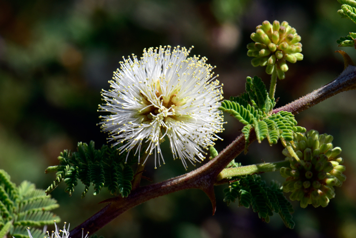 Mimosa aculeaticarpa biuncifera, Catclaw Mimosa, Southwest Desert Flora