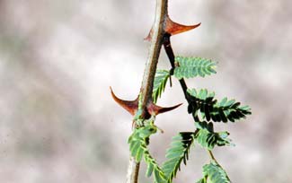 Mimosa aculeaticarpa biuncifera, Catclaw Mimosa Catclaw Mimosa ...