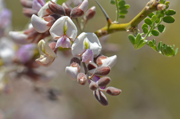 Olneya tesota, Desert Ironwood, Southwest Desert Flora