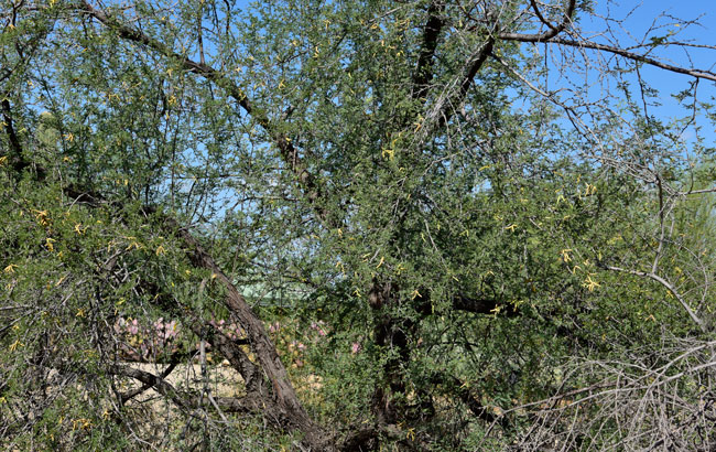 Prosopis pubescens, Screw Bean Mesquite, Southwest Desert Flora