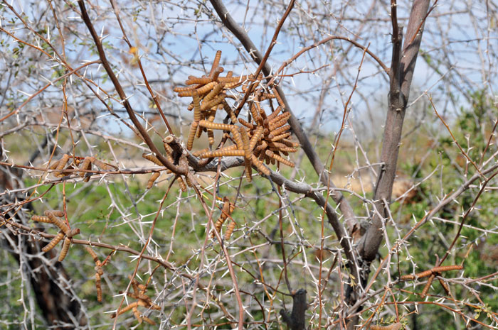 Genus species, common name, Southwest Desert Flora