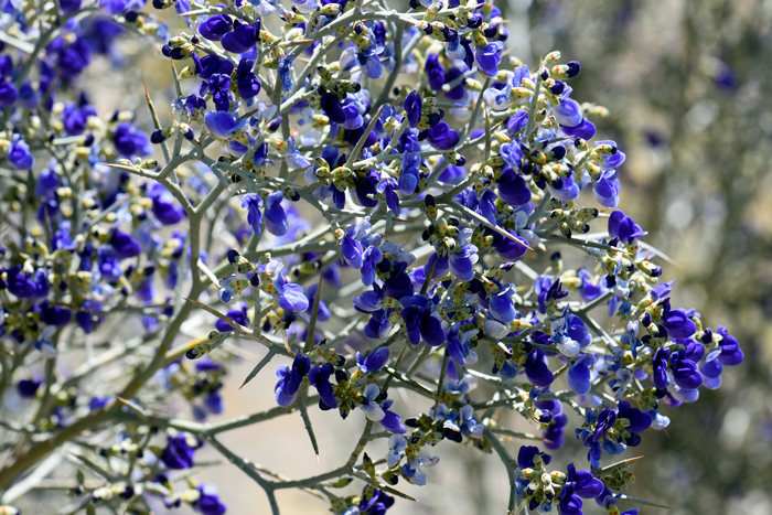 Psorothamnus spinosus, Smoketree, Southwest Desert Flora