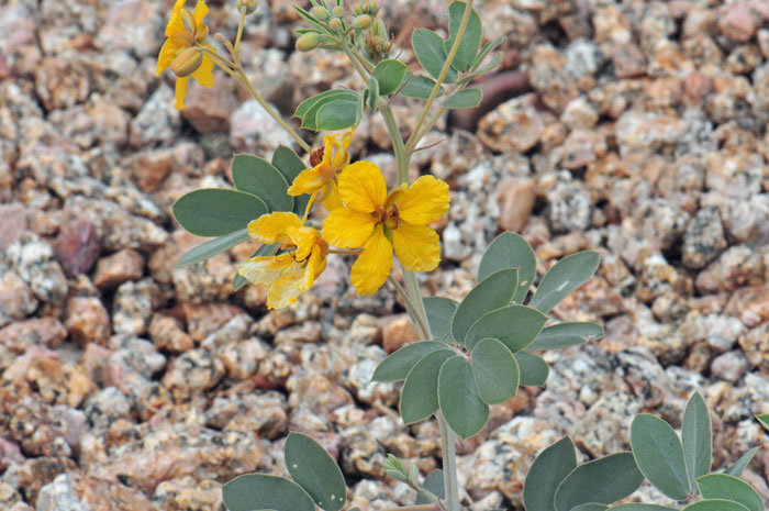 Senna covesii, Coves' Cassia, Southwest Desert Flora