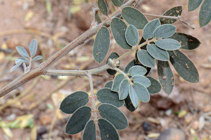 Senna covesii, Coves' Cassia, Southwest Desert Flora