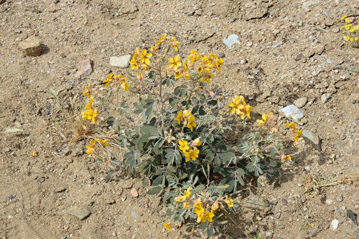 Senna covesii, Coves' Cassia, Southwest Desert Flora