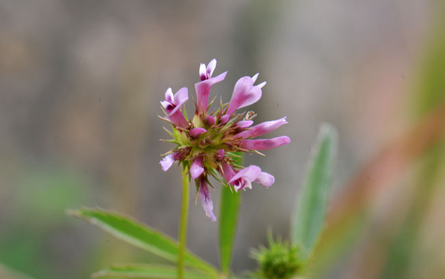 Trifolium willdenovii, Tomcat Clover