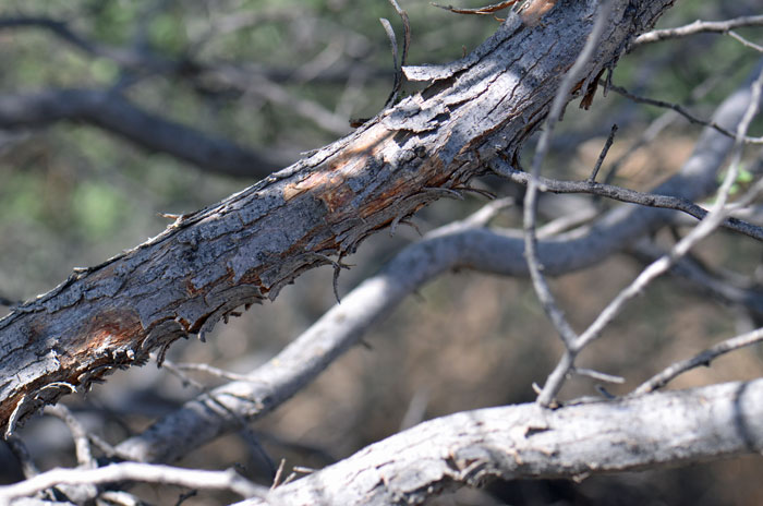 Vachellia constricta, (=Acacia constricta), Whitethorn Acacia ...