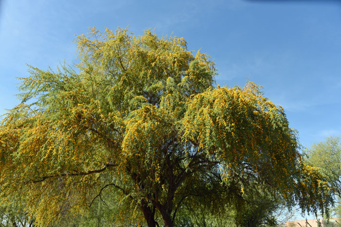 Vachellia farnesiana, (=Acacia farnesiana), Sweet Acacia, Southwest ...