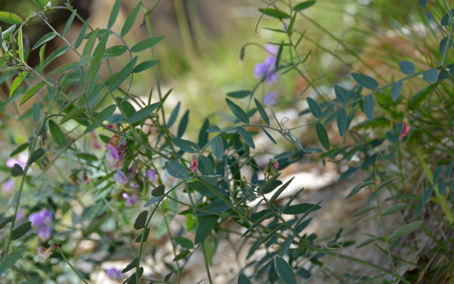 Vicia americana, American Deervetch, Southwest Desert Flora