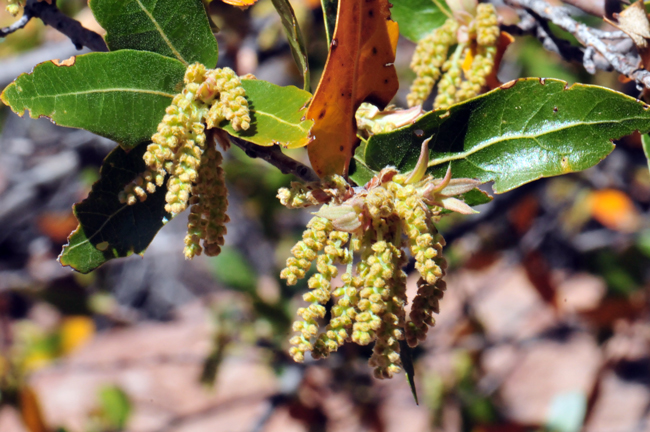 Quercus emoryi, Emory Oak, Southwest Desert Flora